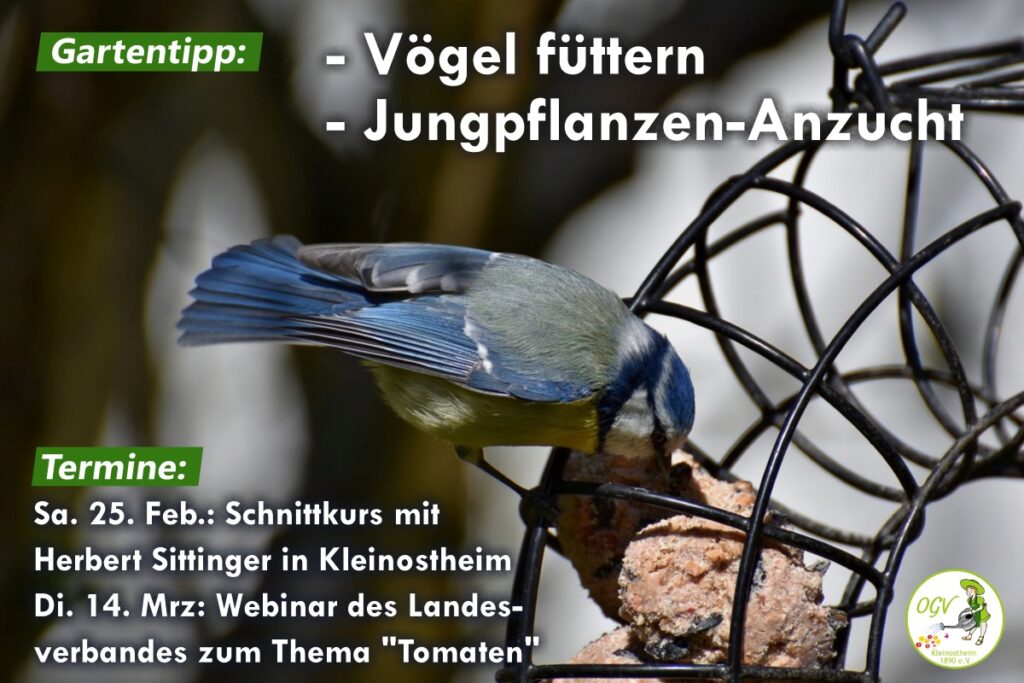 Füttern von Vögeln – Obst und Gartenbauverein Kleinostheim